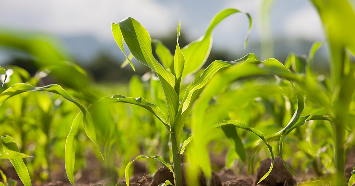 Our regeneration projects | Eni Rewind